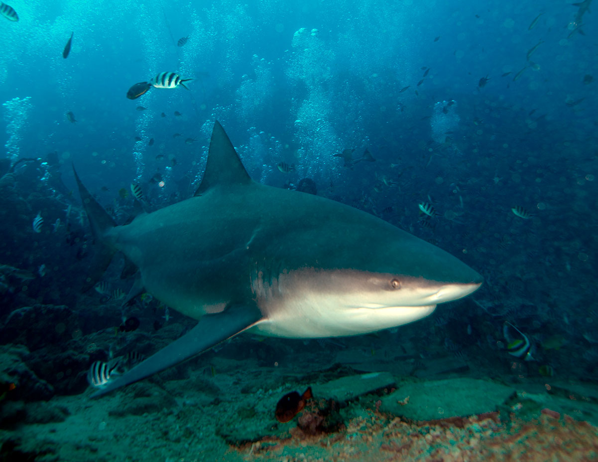 Beqa Lagoon Luxury Diving Holidays | Reefscape Travel