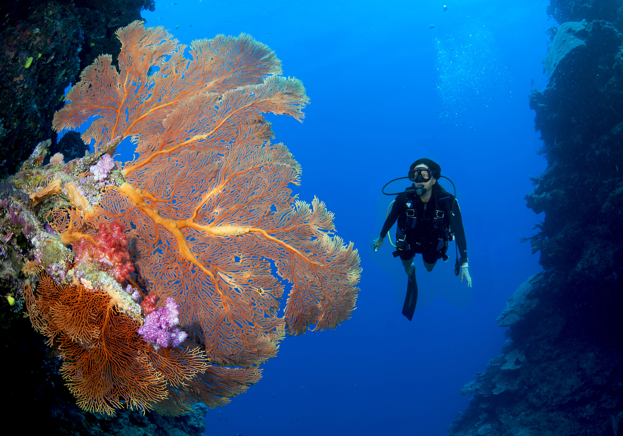 Diving Holidays In Fiji | Luxury Diving | Reefscape Travel