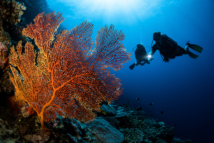 Diving Holidays In Fiji | Luxury Diving | Reefscape Travel
